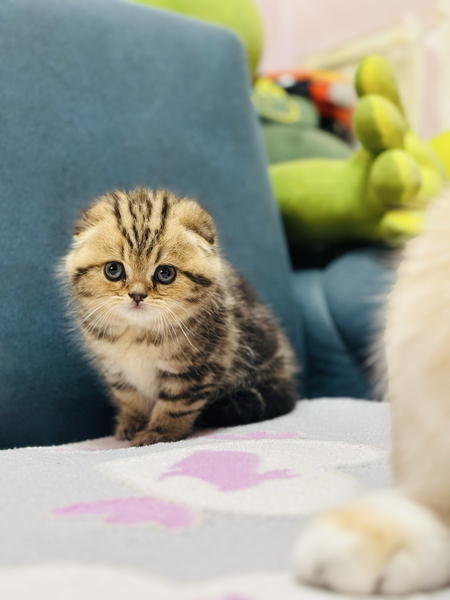 На продаже котенок скоттиш фолд