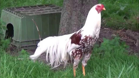 Куры Йокогама продам