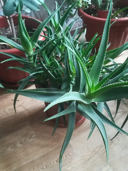 Aloe manzarali hona guli