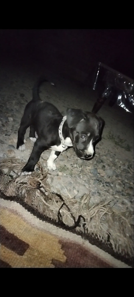 It sotiladi pit bull