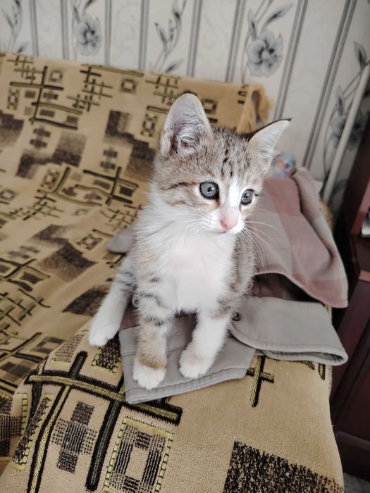 Продаётся очень красивый котёнок