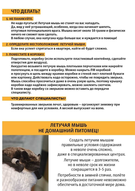 Спасение летучих мышей (от вас, и наоборот) (бесплатно)