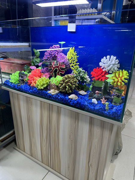 Akvarium zakasga yasimiza