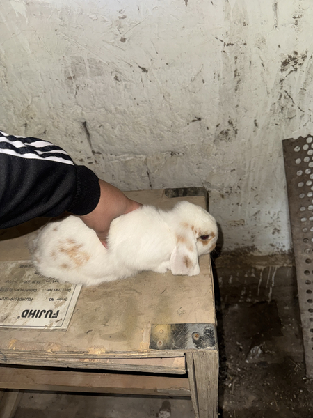 Zotli quyonla hammasi soglom