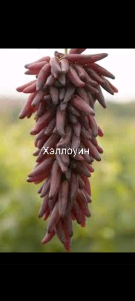 Аватар , хэллоуин, ламборжини узум  кучатлари