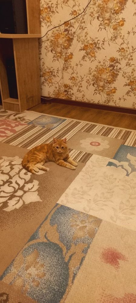 СКОТИШ  ФОЛД Мушук боласи сотилади