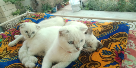 Продаются котята и кошка вислоухие
