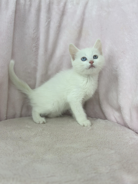 Котята скоттиш страйт и фолд