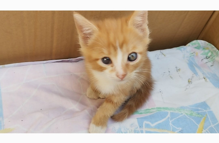 Kichkintoy mushukcha yoqolib qoldi iltimos topishga yordam berila