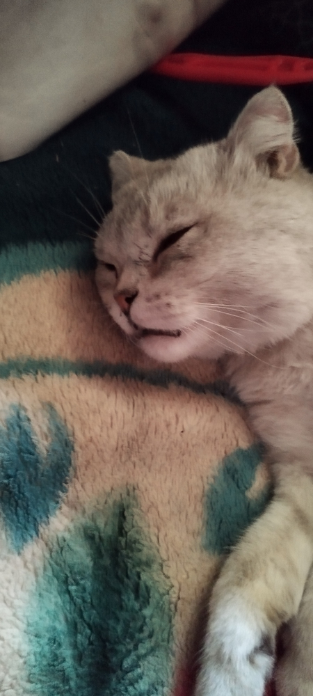 Вязка скоттиш фолд