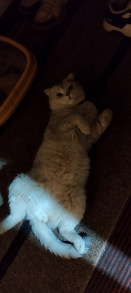 Вязка скоттиш фолд