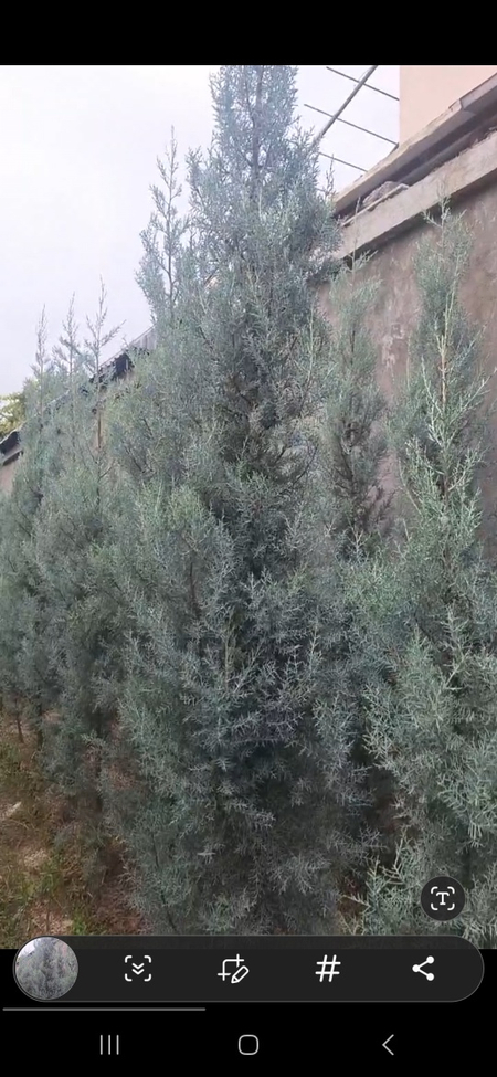 Arizonskiy kiparis italyaniskiy