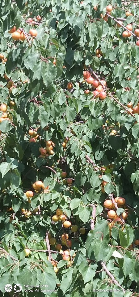 Zoldoru sotiladi 8000sum 1kg