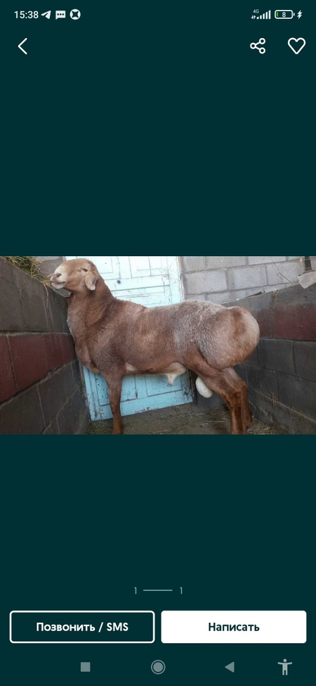 Qoylar sotiladi marosim va hayit ayyomiga
