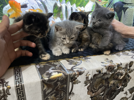 Кошки скоттш фолд. Маленкие