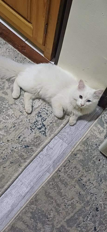 Super narxda Turetiskiy angora mushuk