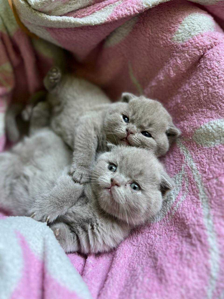 Продаются котята скотиш фолд и скотиш страйт.