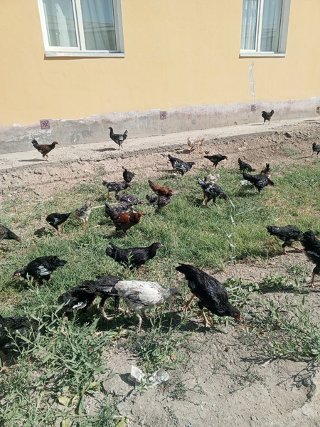 Уй Товуклари сотилади