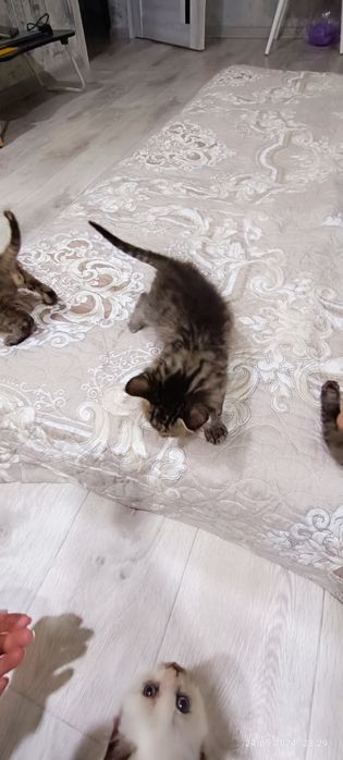 Котята от породистой кошки