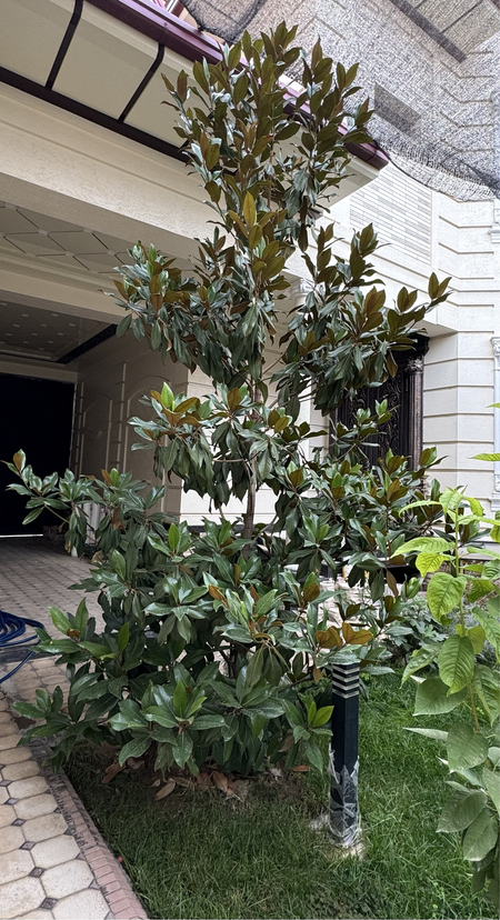 Magnoliya daraxti sotiladi