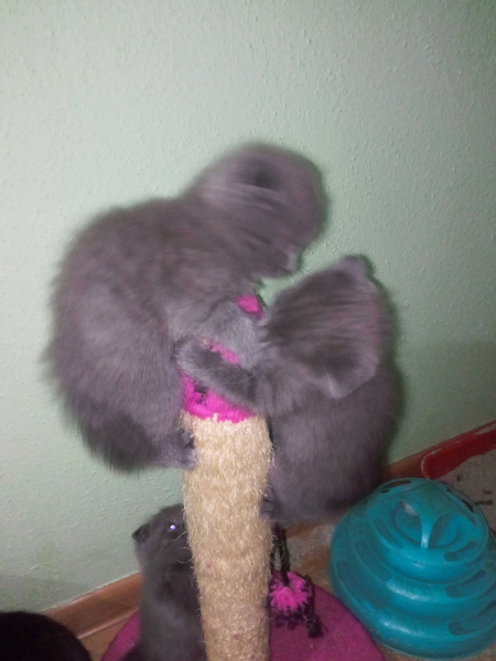 Котята скоттиш фолдики готовы к переезду