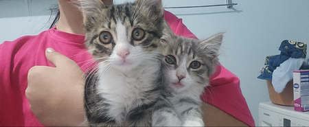 Кошечка и котёнок