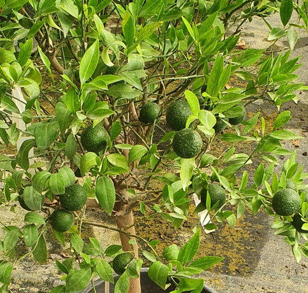 Мандарин дерево. Mandarin darahti