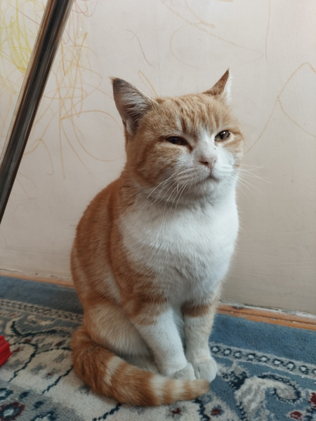Mushuk кошка pwak