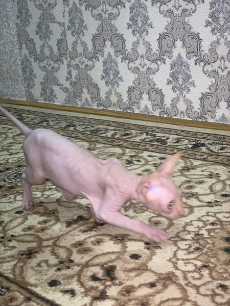 SFINKS mushugi sotiladi