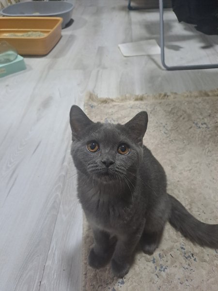Породистая кошка