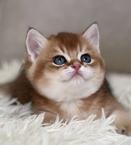 Продается котенок!
