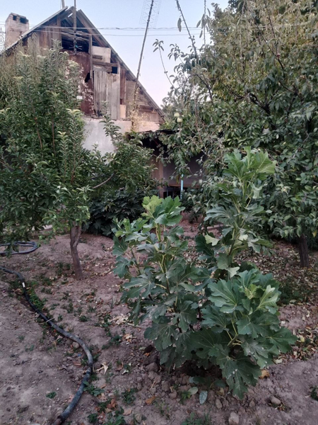 продаётся дом в чирчике