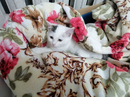 Муся ищет добрые руки!