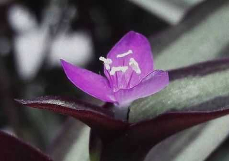 Продам. Традесканция зебрина (Tradescantia zebrina)