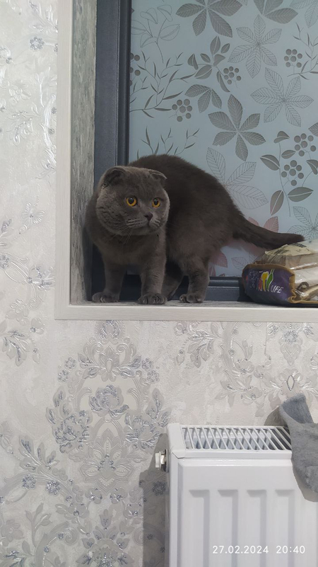 Скоттиш Фолд Pasporti yoq dokument yoq zotli
