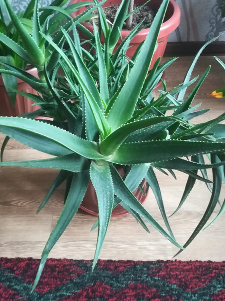 Aloe manzarali hona guli
