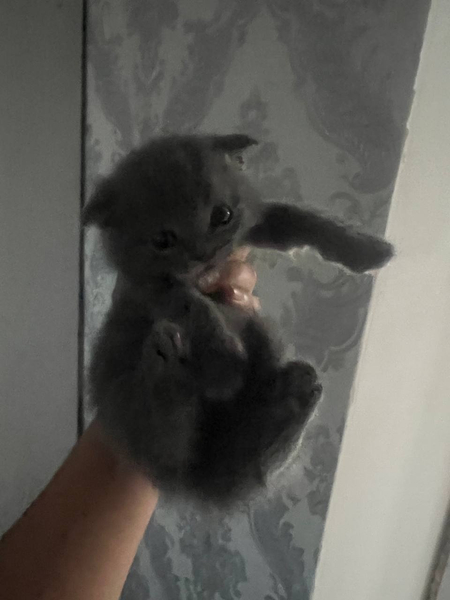 Скотиш Фолд по матери, по отцу Британский Страйт