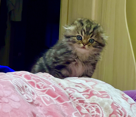 Шотланский Скоттиш Фолд!