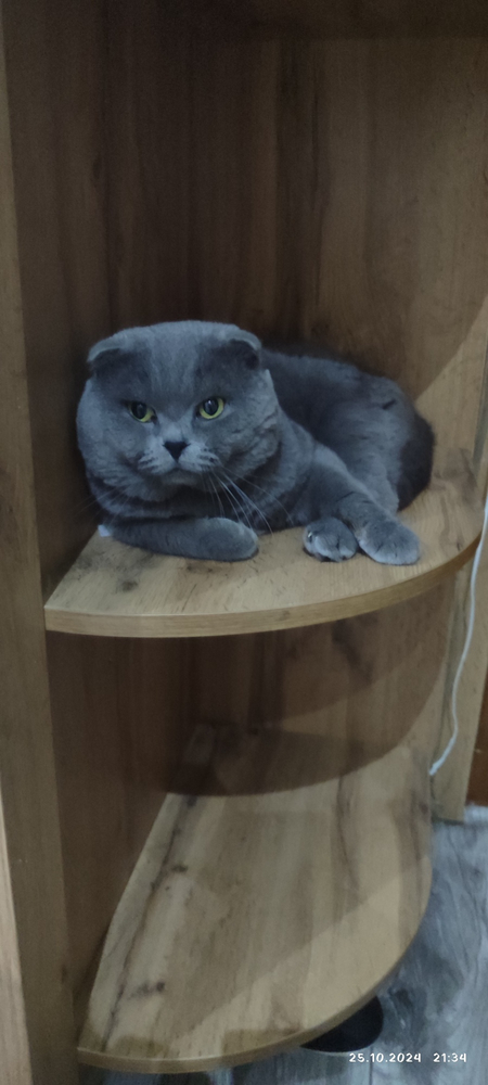 Вязка кот британский