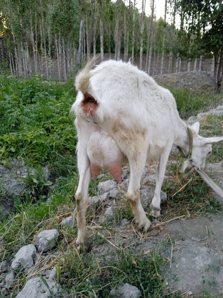 Echki Ona bola. 200