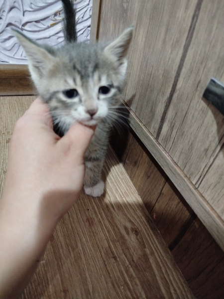 Пристраиваются котята