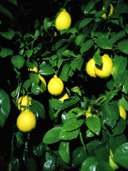 Limonlar sotladi