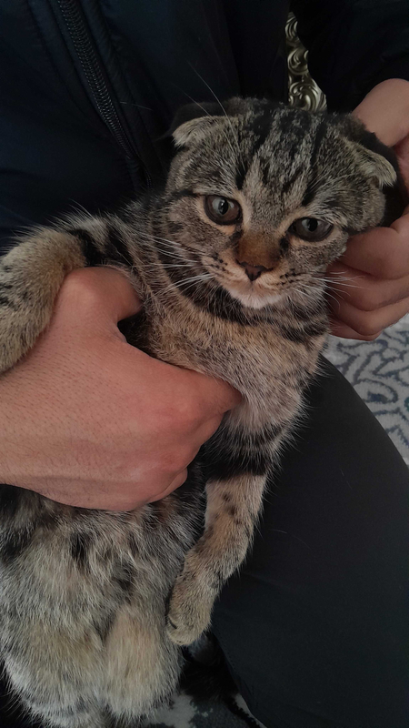 Skotch fold tigr rang 5 oylik