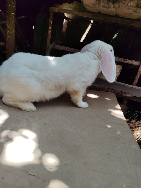 Quyon sotiladi 3 kilo