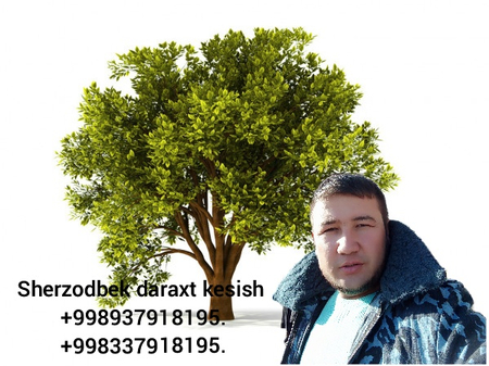 Обрезка деревьев дарахт кесиш хизмати daraxt kesish