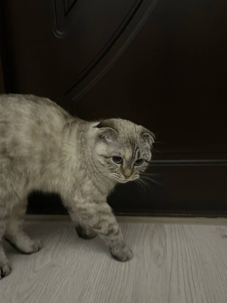 Scottish Fold вислоухая