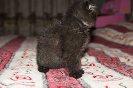 Скоттиш Фолд котята