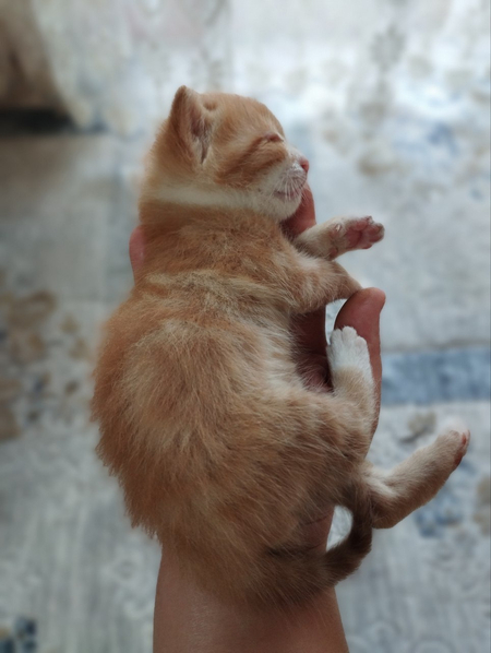 Kichkintoy mushukcha yoqolib qoldi iltimos topishga yordam berila