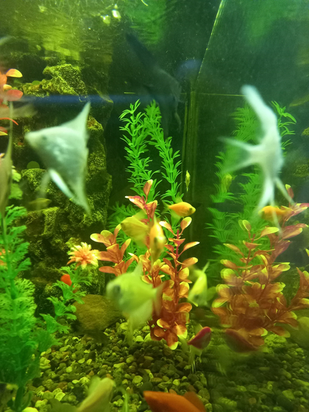 Akvarium baliqlari bilan