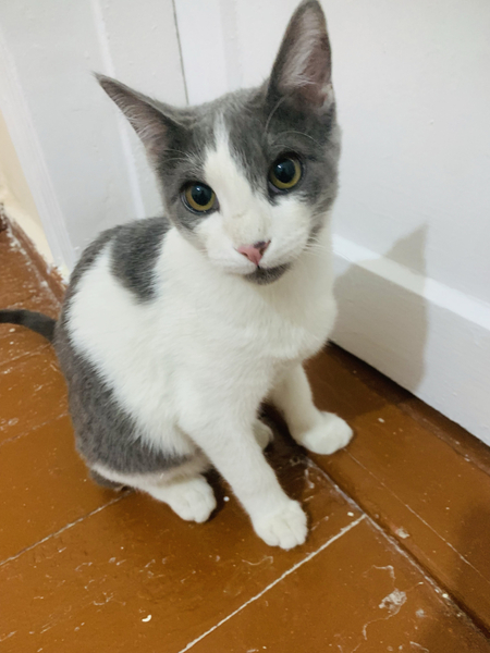 Мылий котики